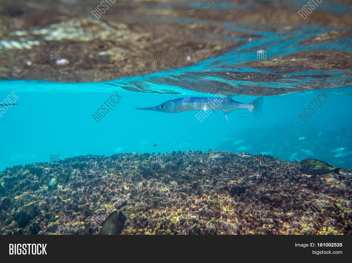 Houndfish Crocodile Image & Photo (Free Trial) | Bigstock