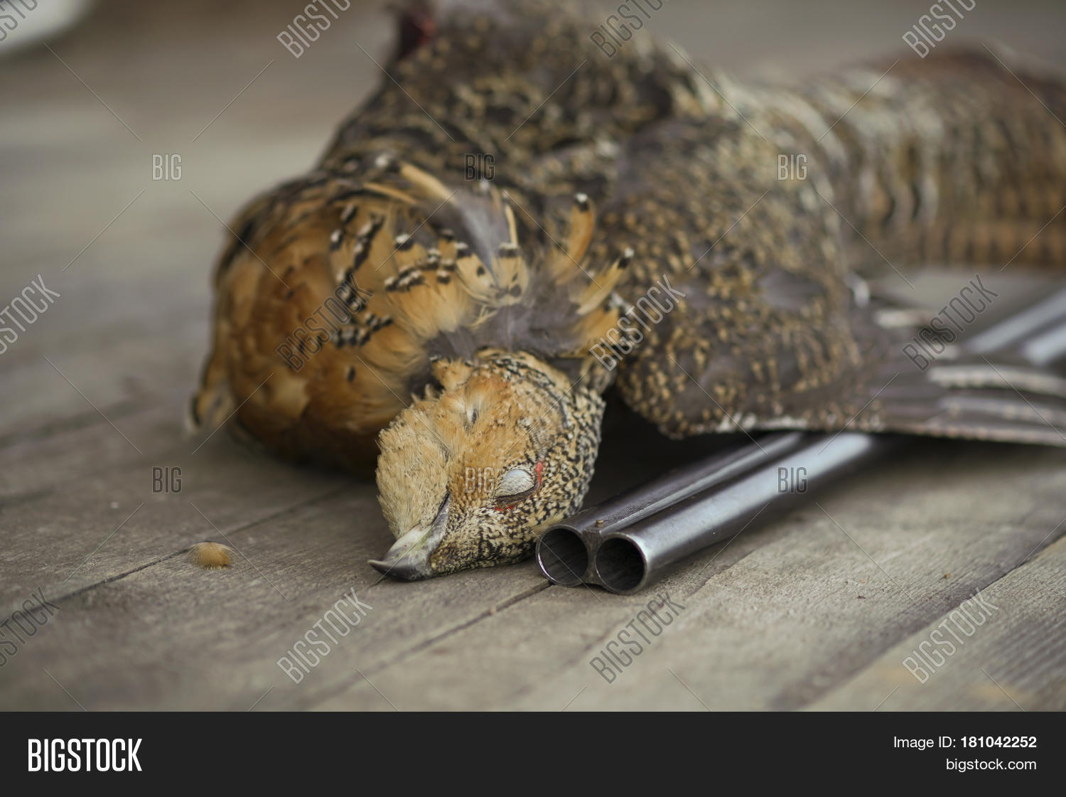 Gun Killed Bird Image & Photo (Free Trial) | Bigstock