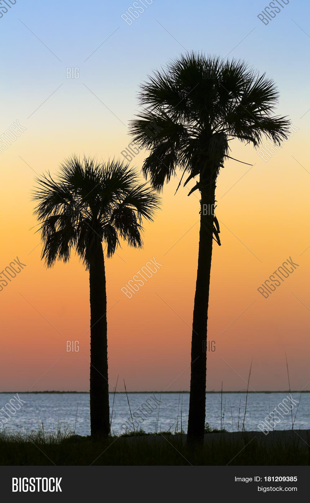 Pair Palm Trees Image & Photo (Free Trial) | Bigstock