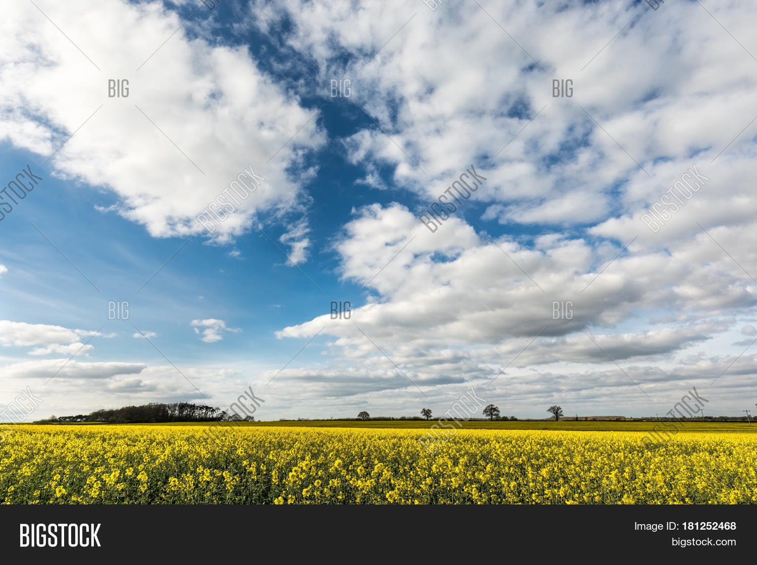 Bright Yellow Field Image & Photo (Free Trial) | Bigstock