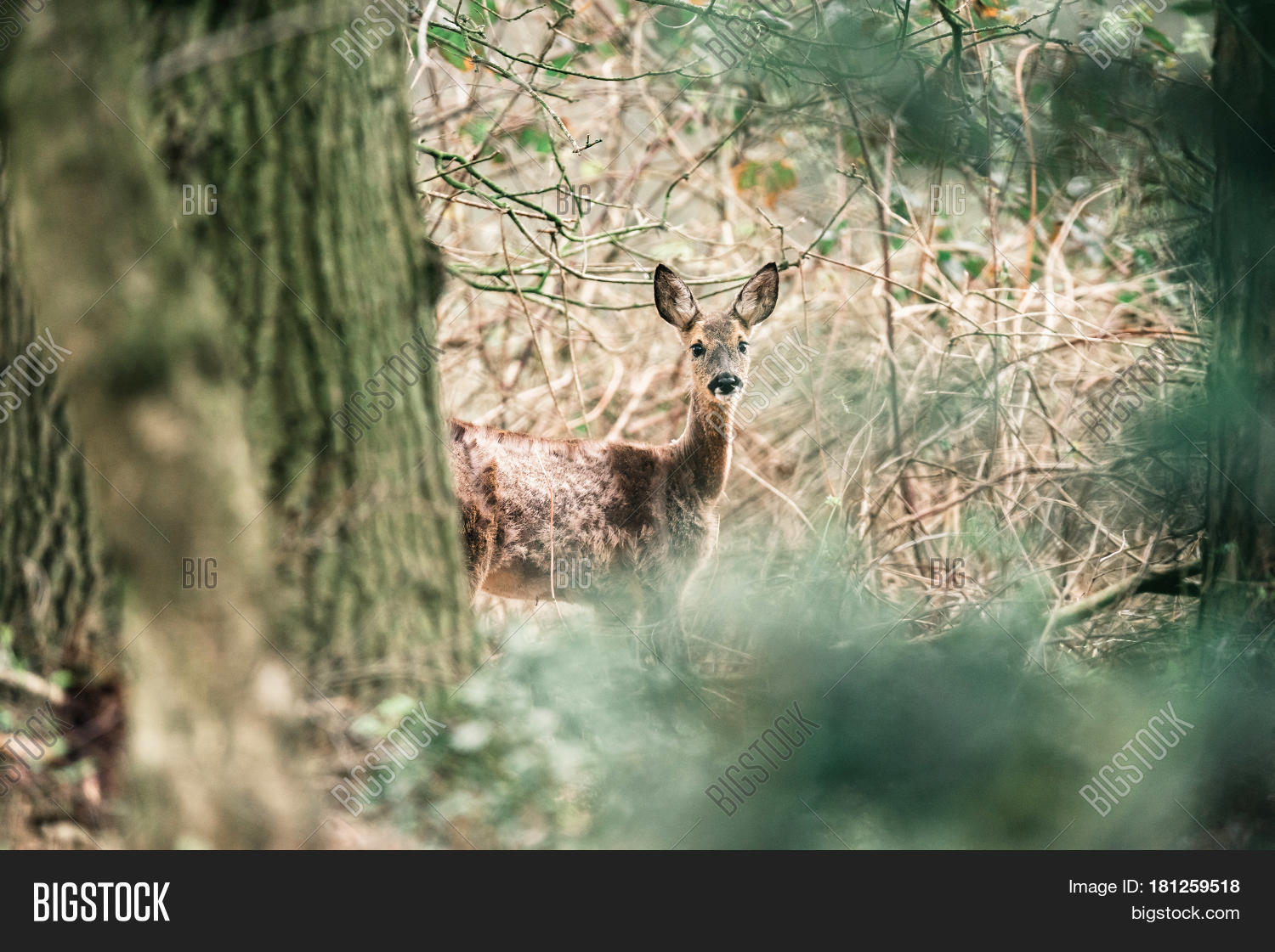 Alert Roe Deer Doe Image & Photo (Free Trial) | Bigstock