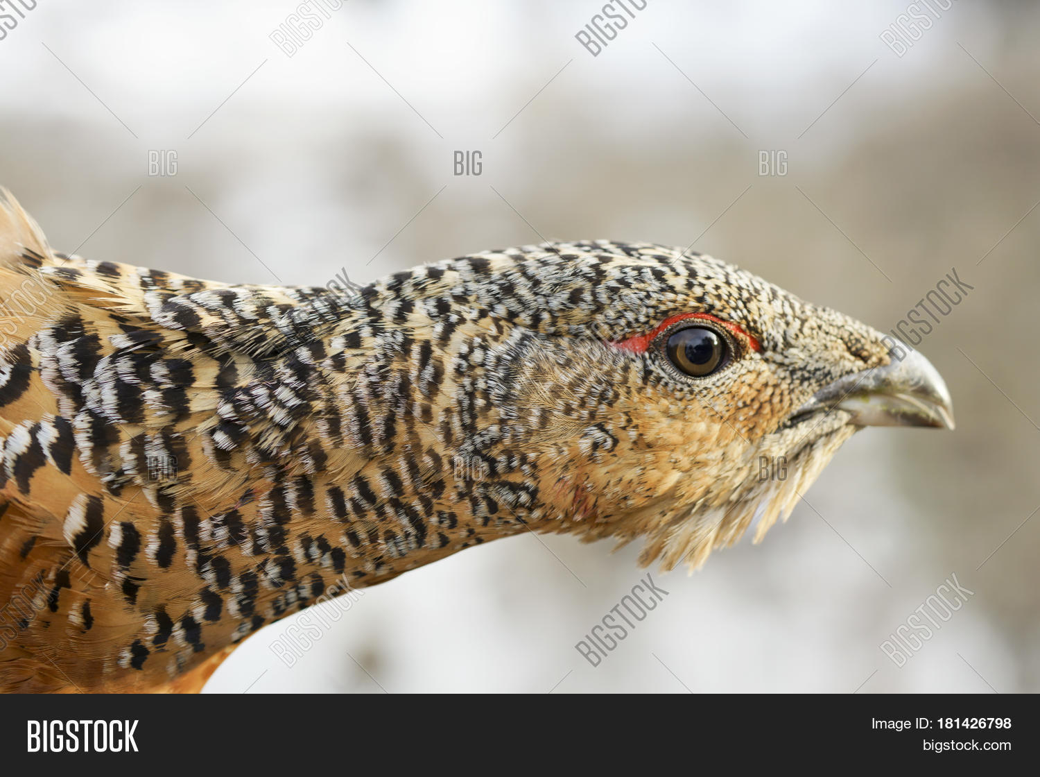Head Grouse Close- Image & Photo (Free Trial) | Bigstock