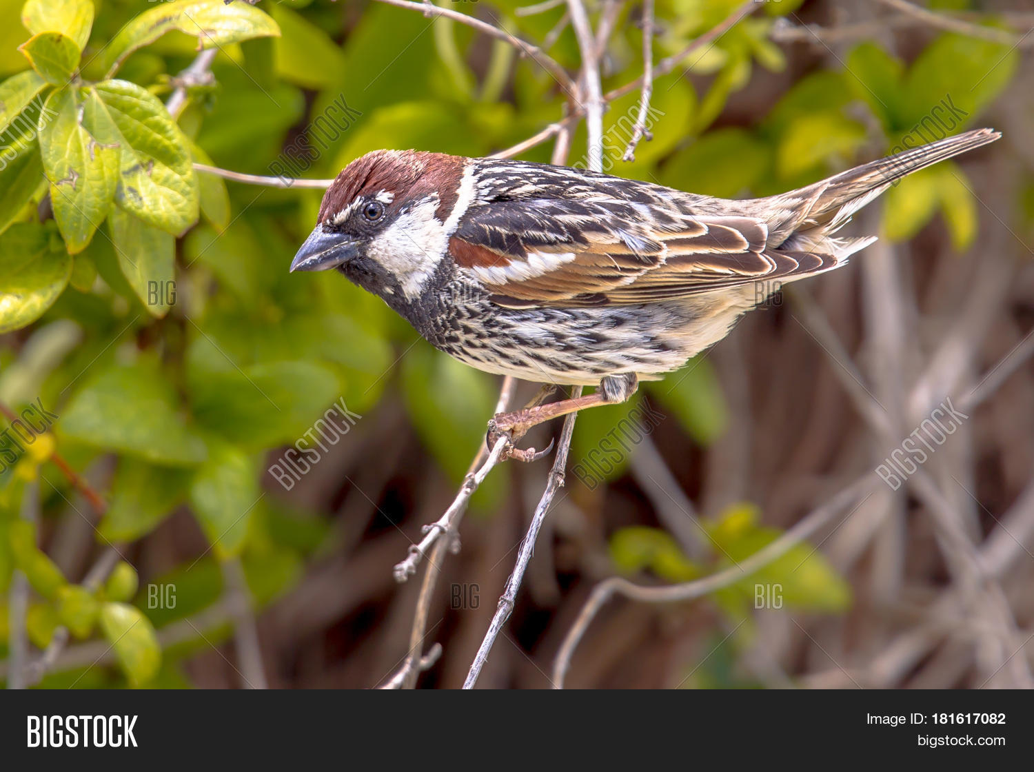 Spanish Sparrow Hedge Image & Photo (Free Trial) | Bigstock