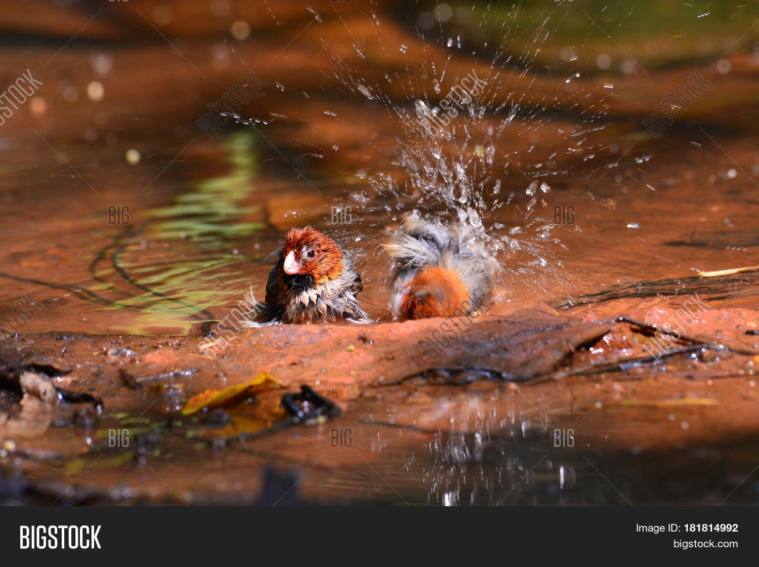 Short-tailed Image & Photo (Free Trial) | Bigstock