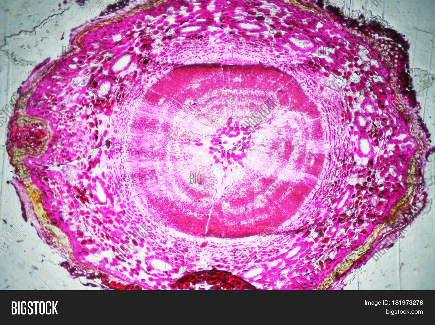 Microscopic World. Image & Photo (Free Trial) | Bigstock