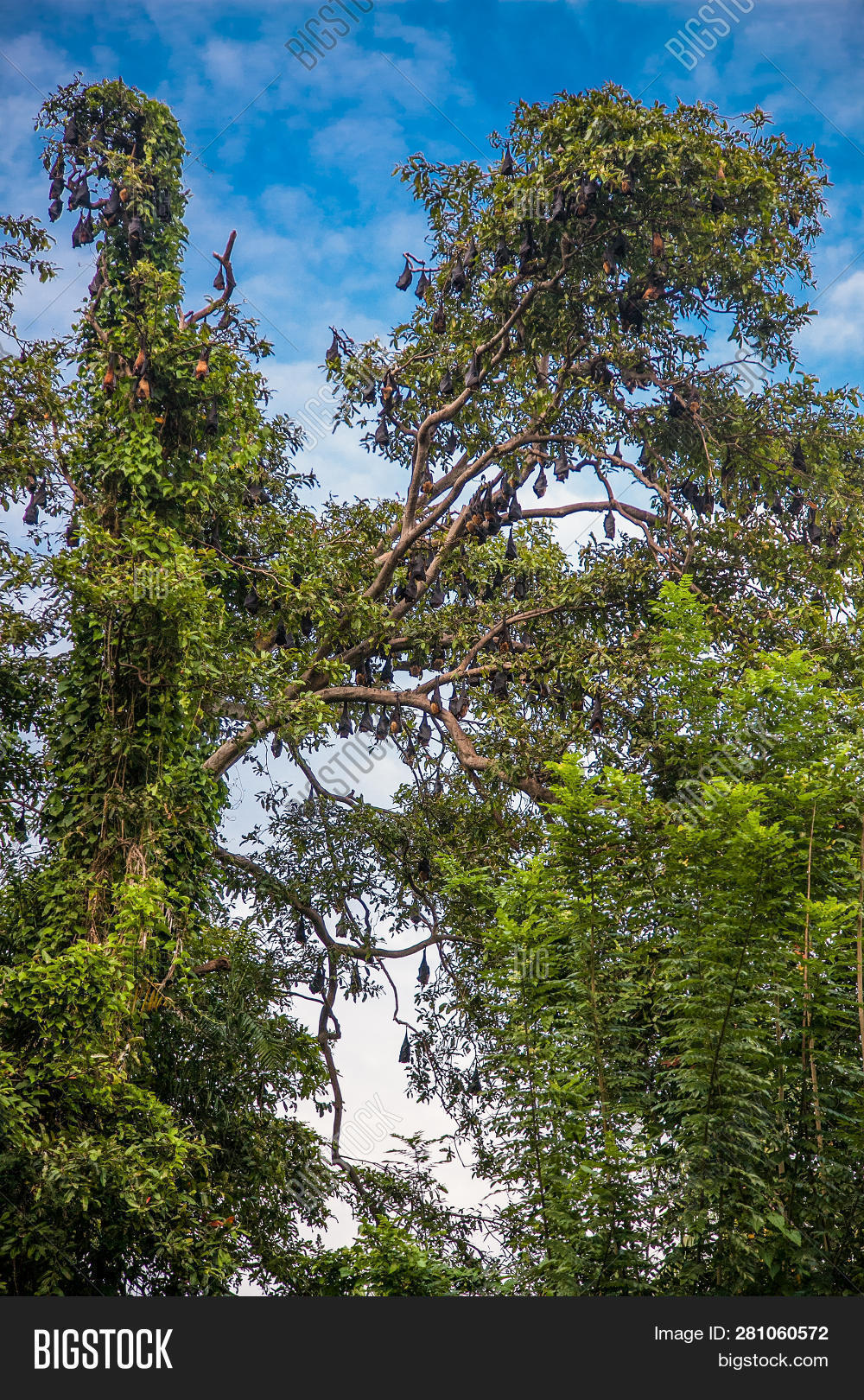 Tree Full Roosting Image & Photo (Free Trial) | Bigstock