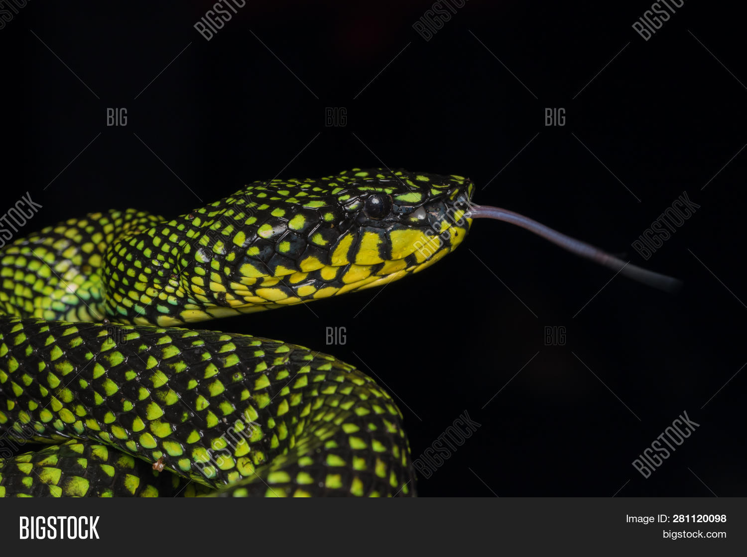 Venomous Pitviper ( Image & Photo (Free Trial) | Bigstock