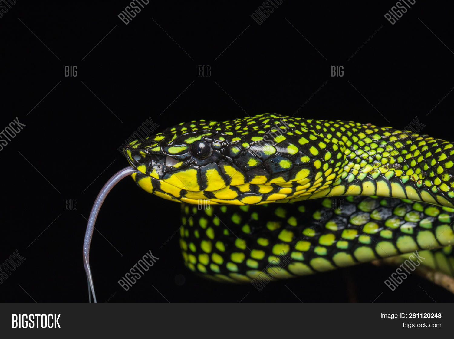 Venomous Pitviper ( Image & Photo (Free Trial) | Bigstock