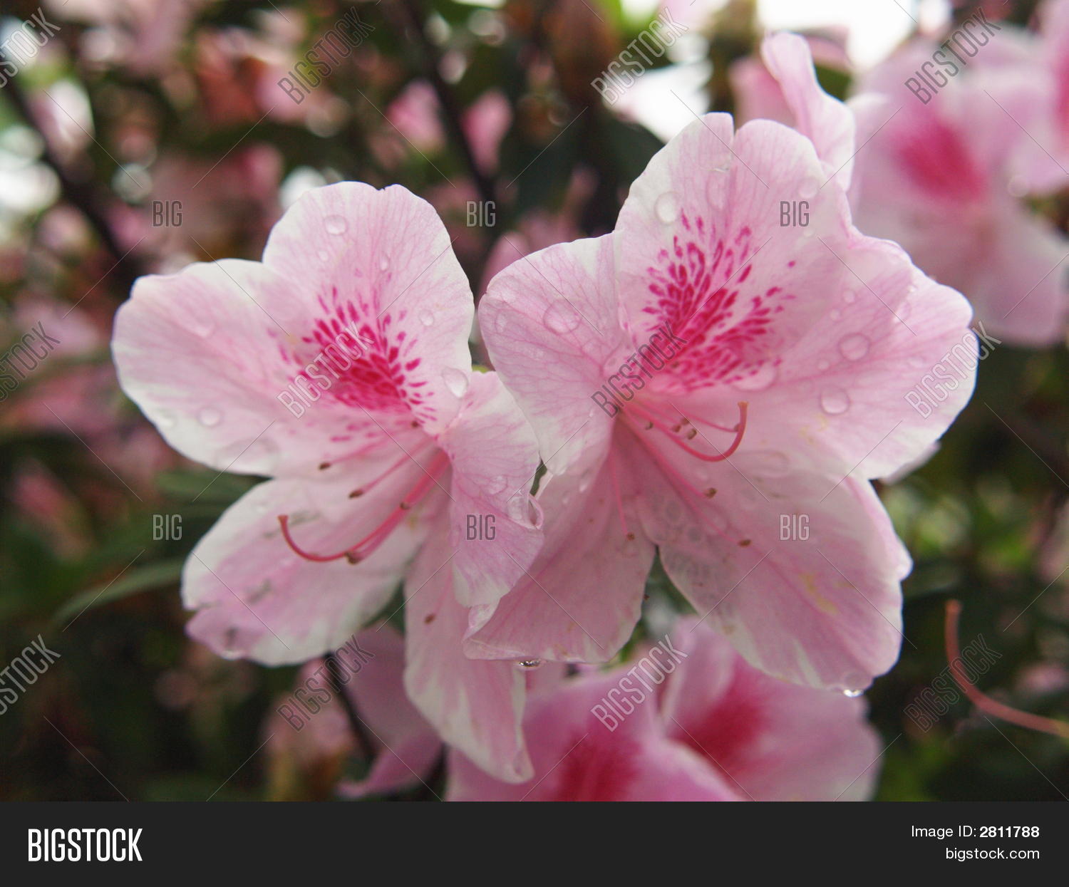 2 Pinkster Flowers, Pink Azalea Image & Photo | Bigstock