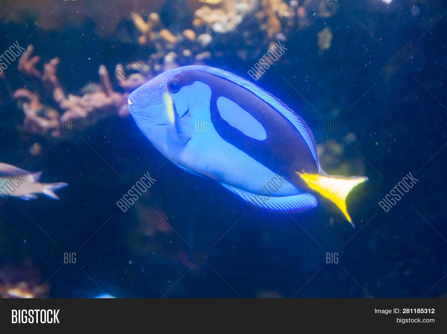 Blue Tang Surgeon Fish Image & Photo (Free Trial) | Bigstock