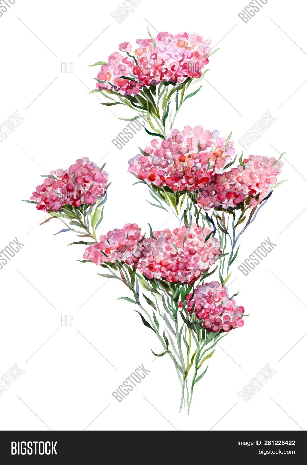 Rice Flower. Handdrawn Image & Photo (Free Trial) | Bigstock