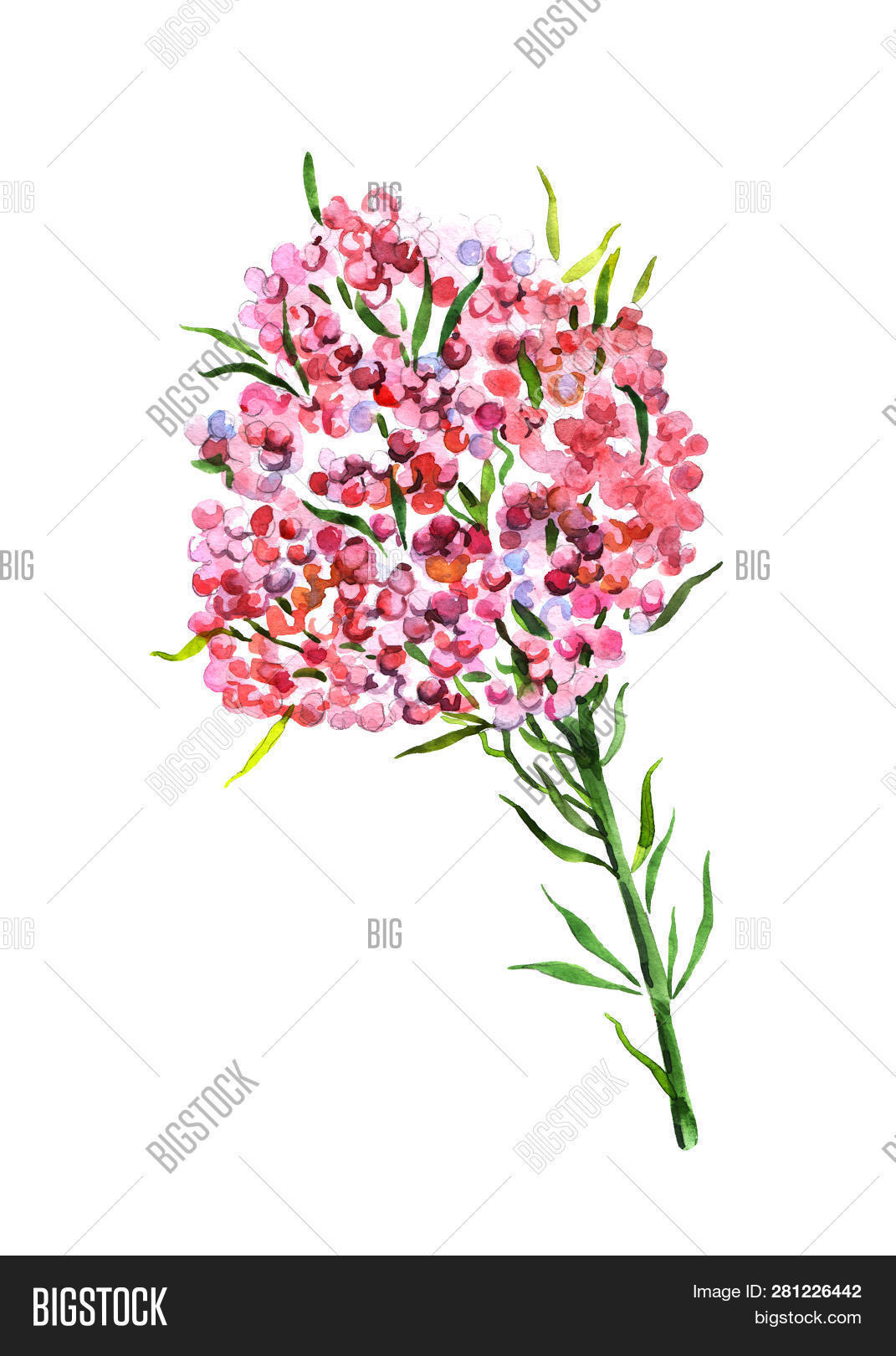 Rice Flower. Handdrawn Image & Photo (Free Trial) | Bigstock