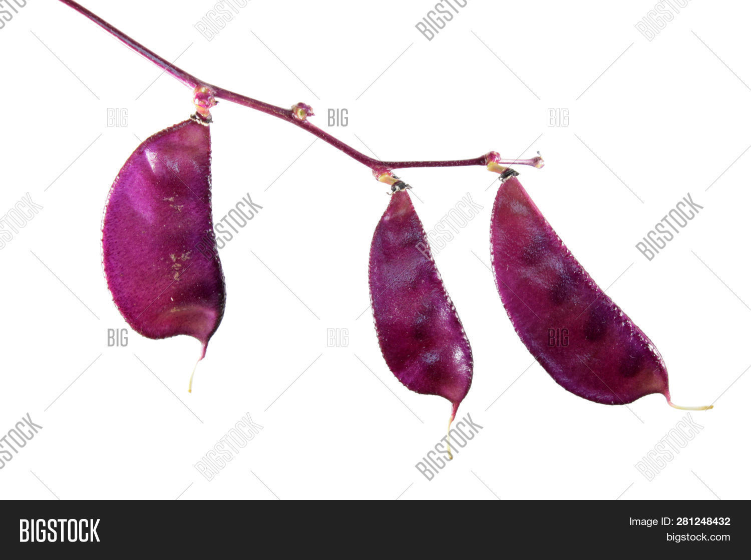 Purple Fruits Lablab Image & Photo (Free Trial) | Bigstock