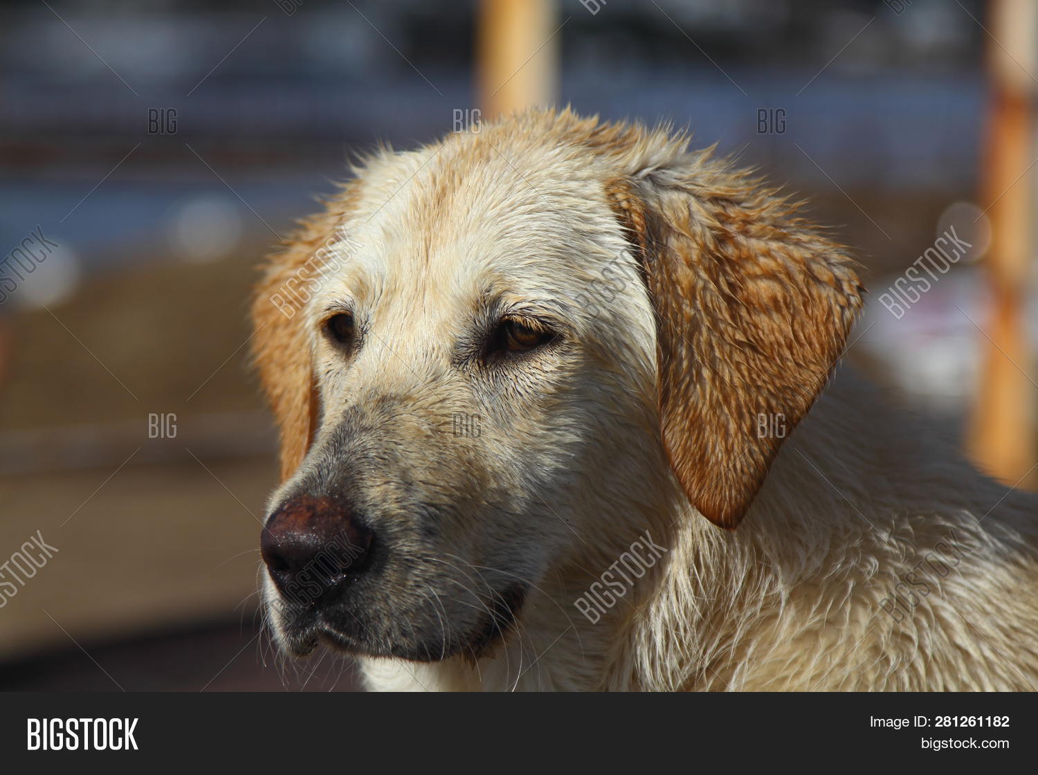 Small Cute Dog Looking Image & Photo (Free Trial) | Bigstock