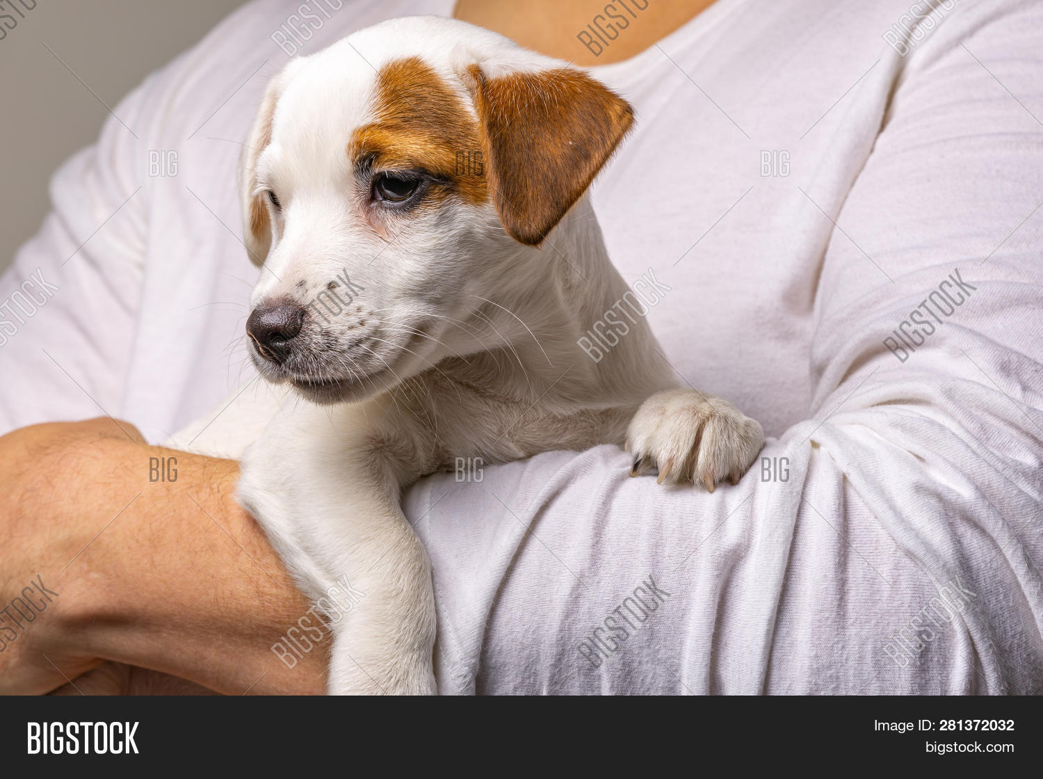 Man Holding Cute Puppy Image & Photo (Free Trial) | Bigstock