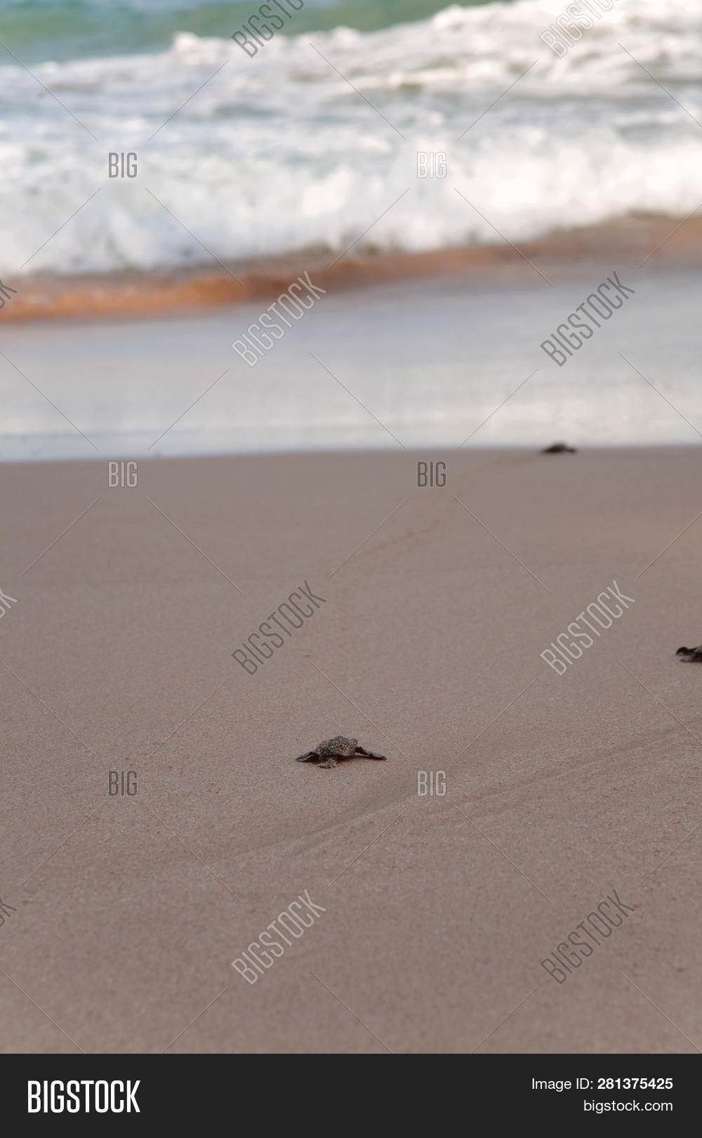 Loggerhead Sea Turtle Image & Photo (Free Trial) | Bigstock