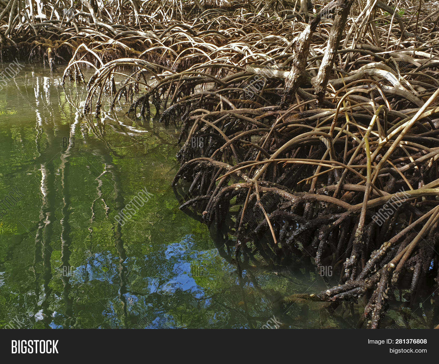 Mangrove Forest Root Image & Photo (Free Trial) | Bigstock