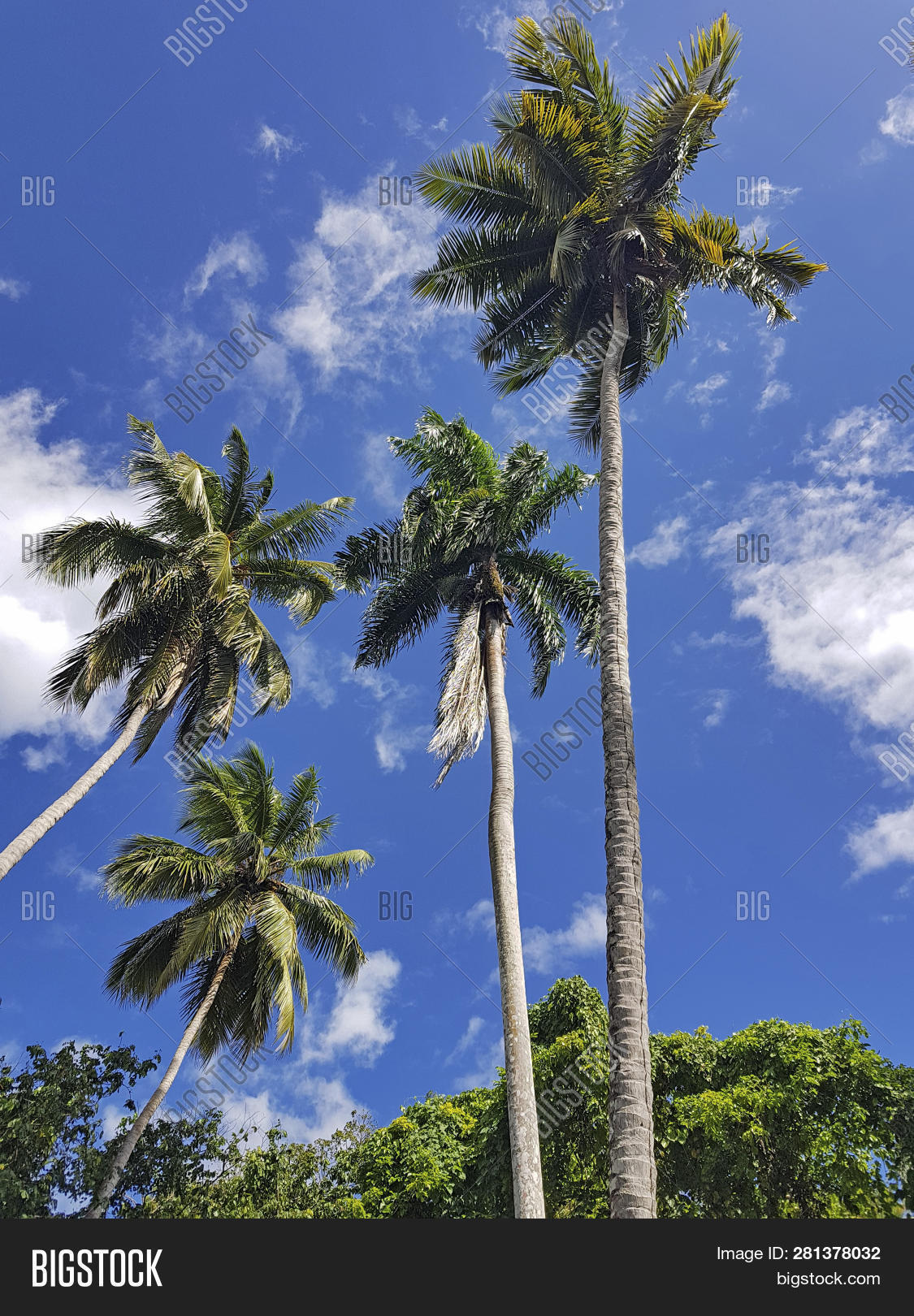 Very High Thin Palm Image & Photo (Free Trial) | Bigstock