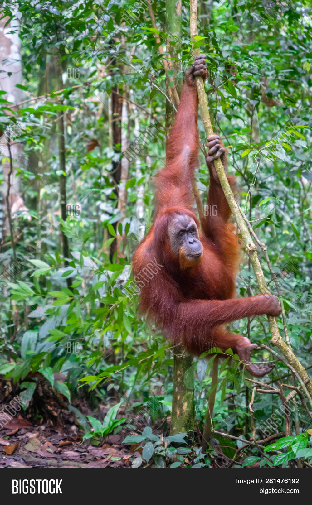 Orangutan Jungle Image & Photo (Free Trial) | Bigstock