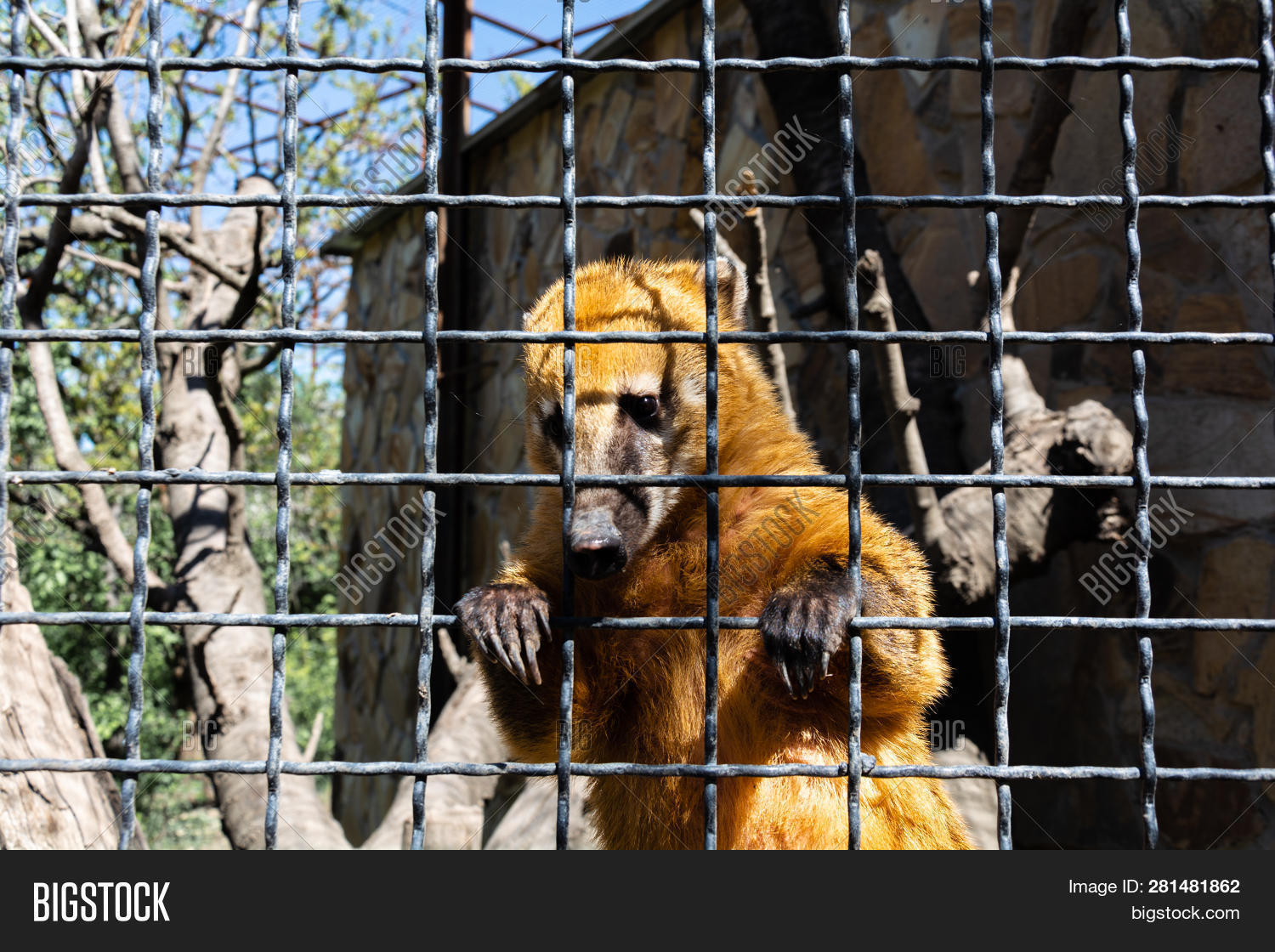 Coati Cute Wild Animal Image & Photo (Free Trial) | Bigstock