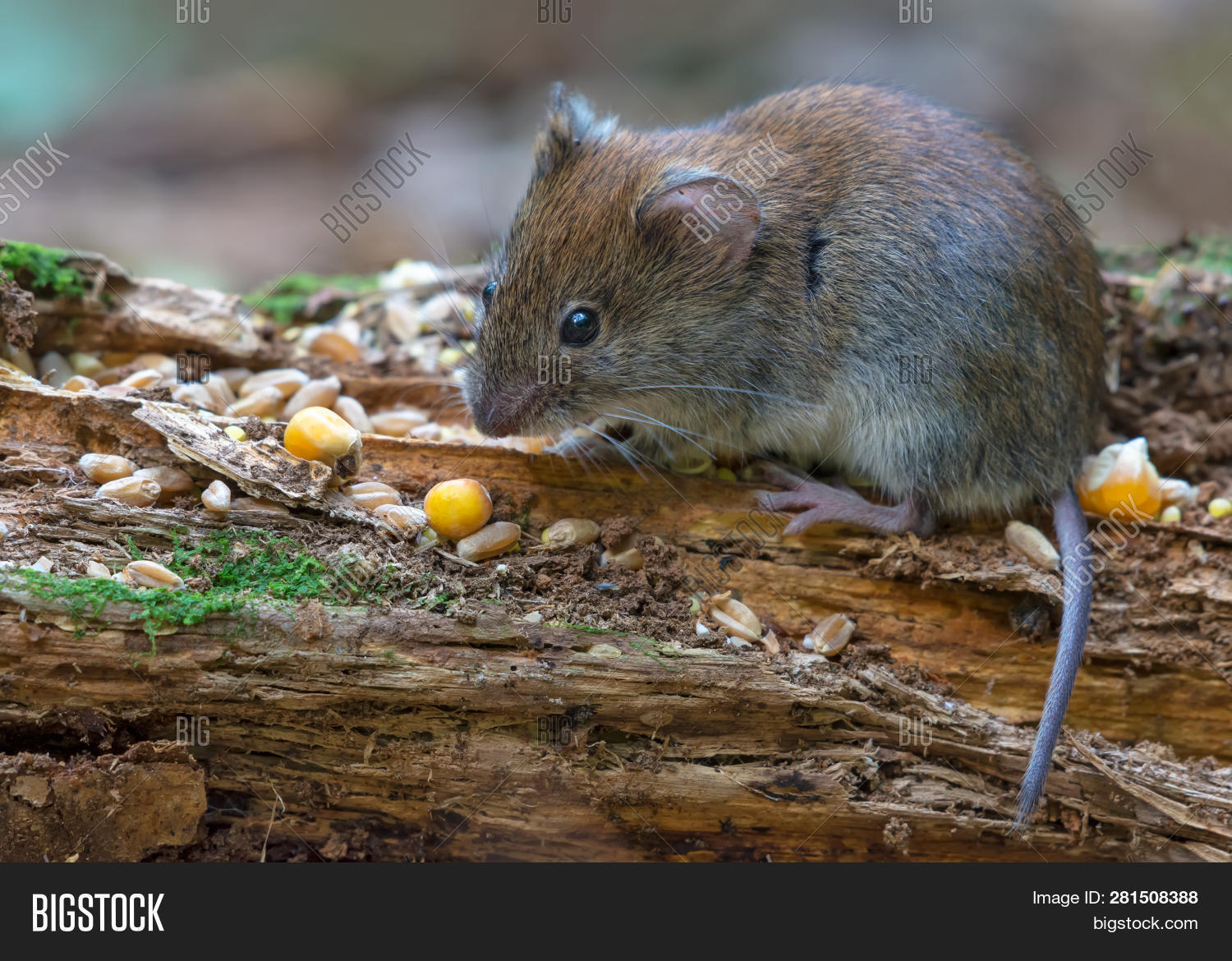 Bank Vole Eats Corns Image & Photo (Free Trial) | Bigstock