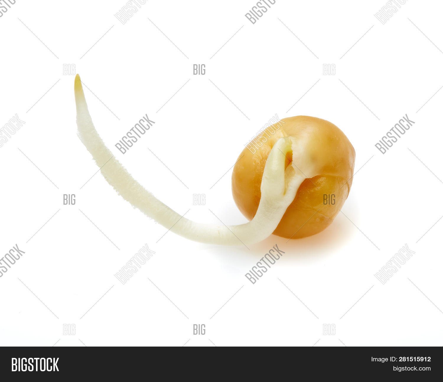 Germinated Seed Pea Image & Photo (Free Trial) | Bigstock
