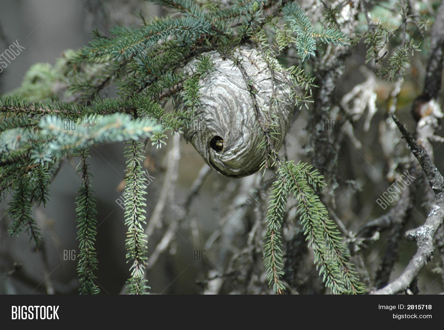 Alaska Image & Photo (Free Trial) | Bigstock