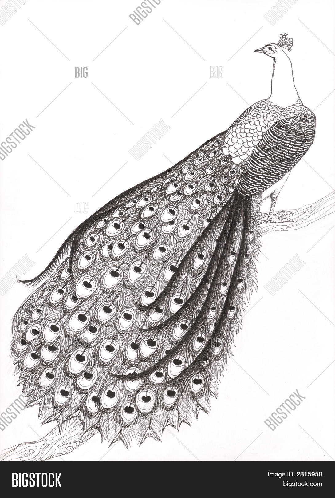 Indian Green Peacock Image & Photo (Free Trial) | Bigstock