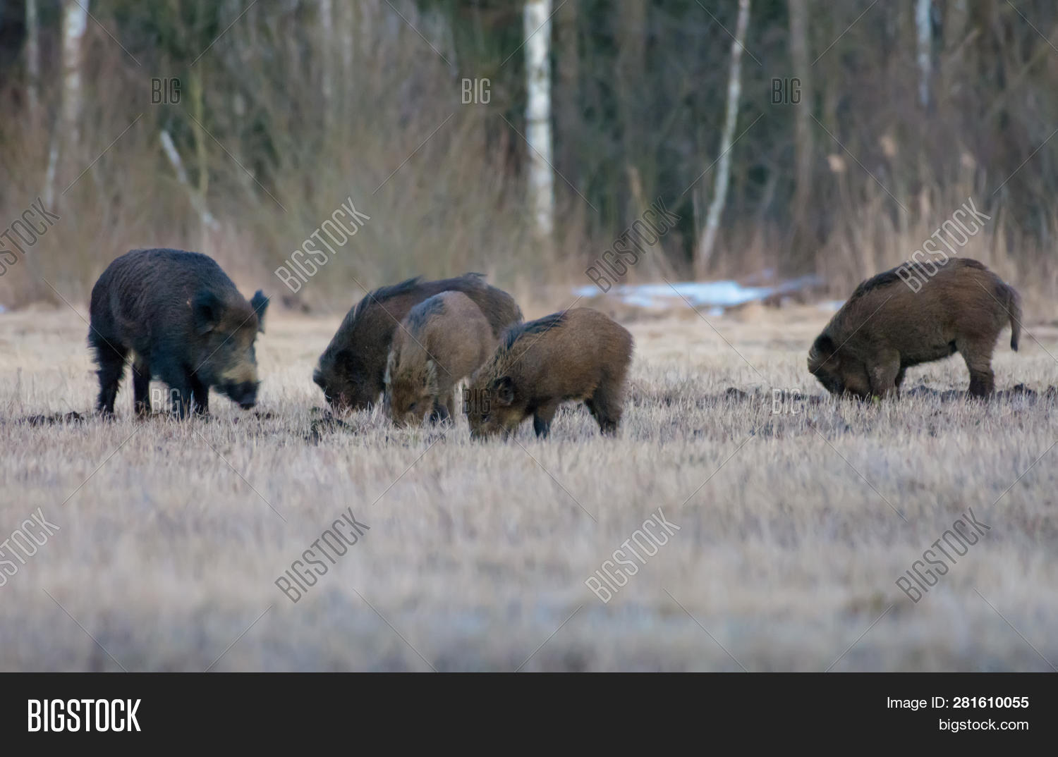 Group Wild Boars Image & Photo (Free Trial) | Bigstock
