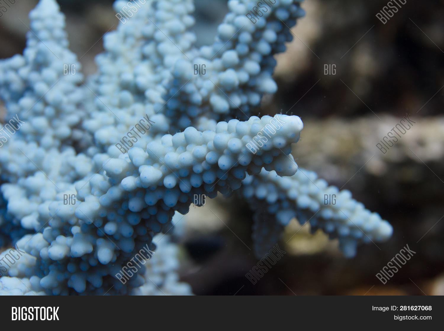 Blue Acropora Image & Photo (Free Trial) | Bigstock