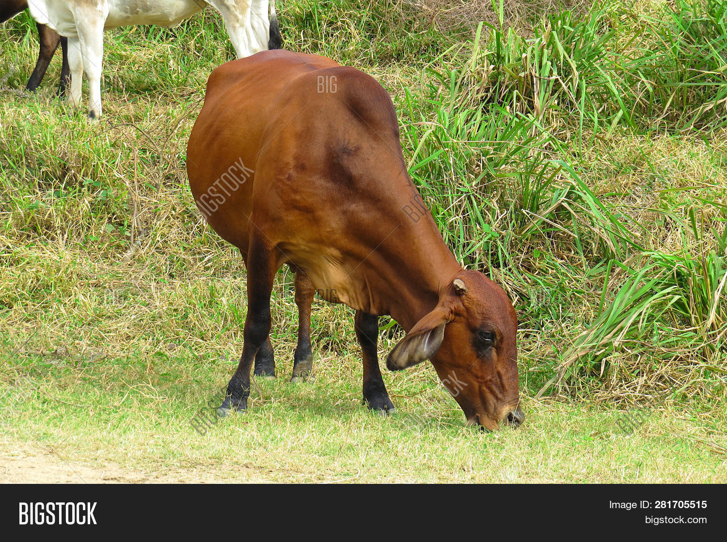 Close- Ox Grazing On Image & Photo (Free Trial) | Bigstock