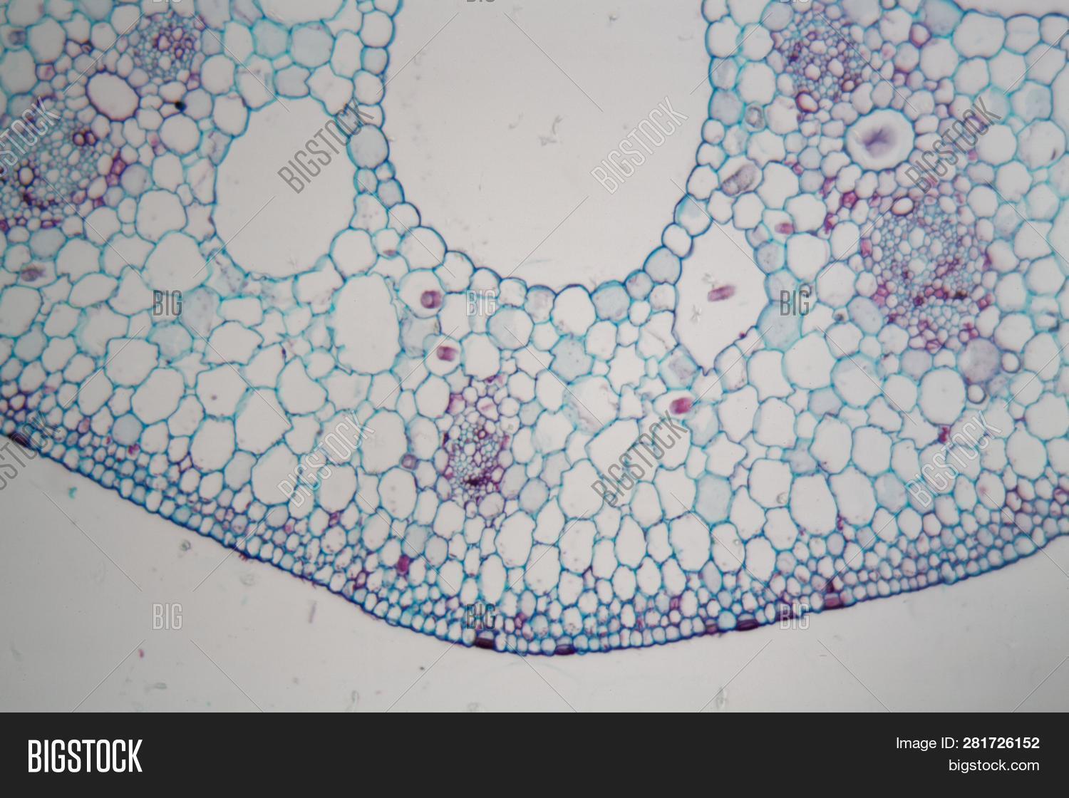 Water Lily (nymphaea) Image & Photo (Free Trial) | Bigstock