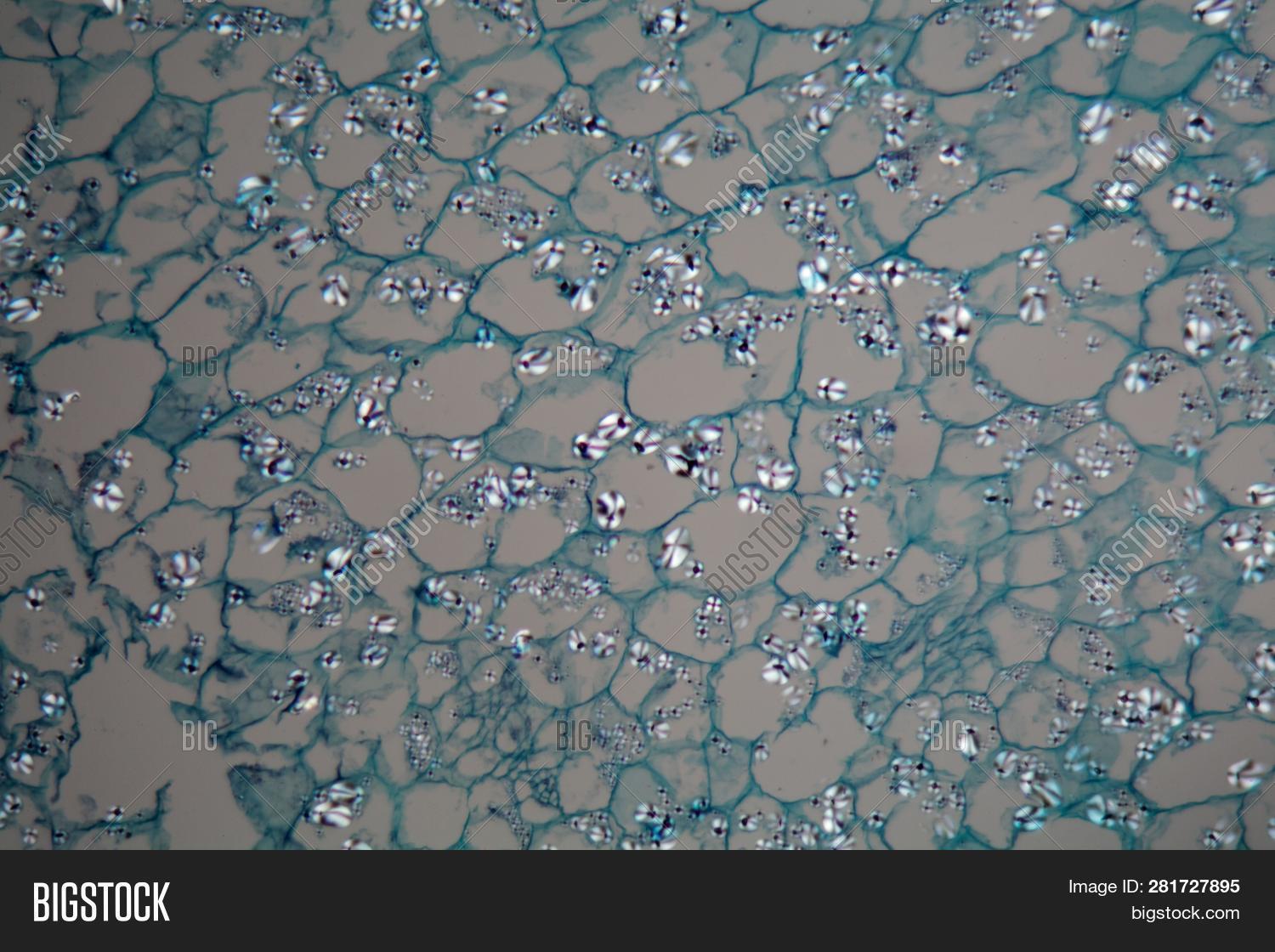 Potato Cells Starch Image & Photo (Free Trial) | Bigstock