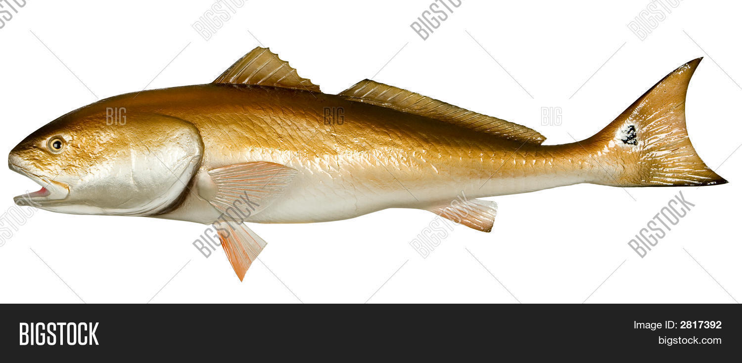 Redfish Image & Photo (Free Trial) | Bigstock