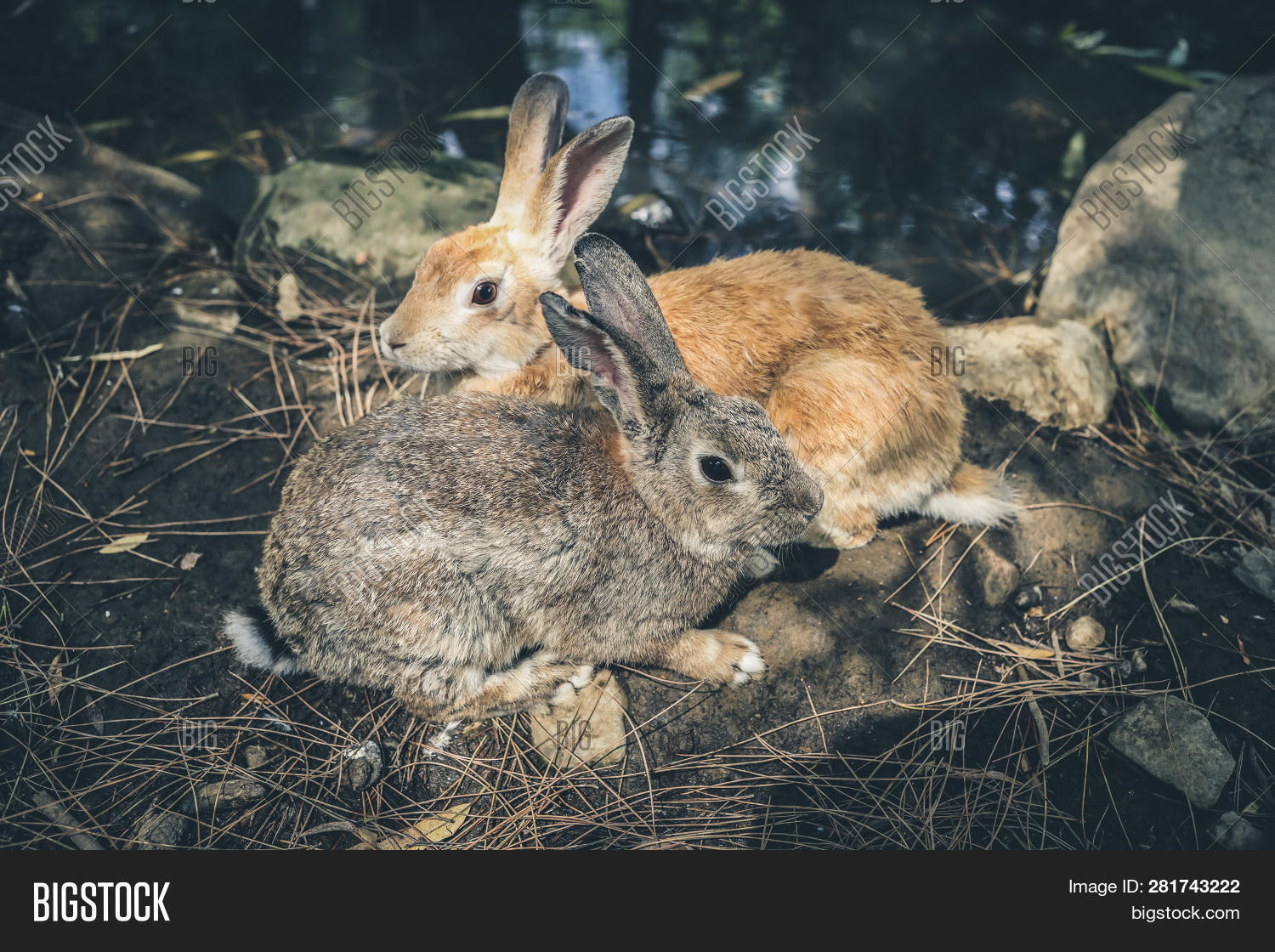 Two Hares Grey Red Image & Photo (Free Trial) | Bigstock