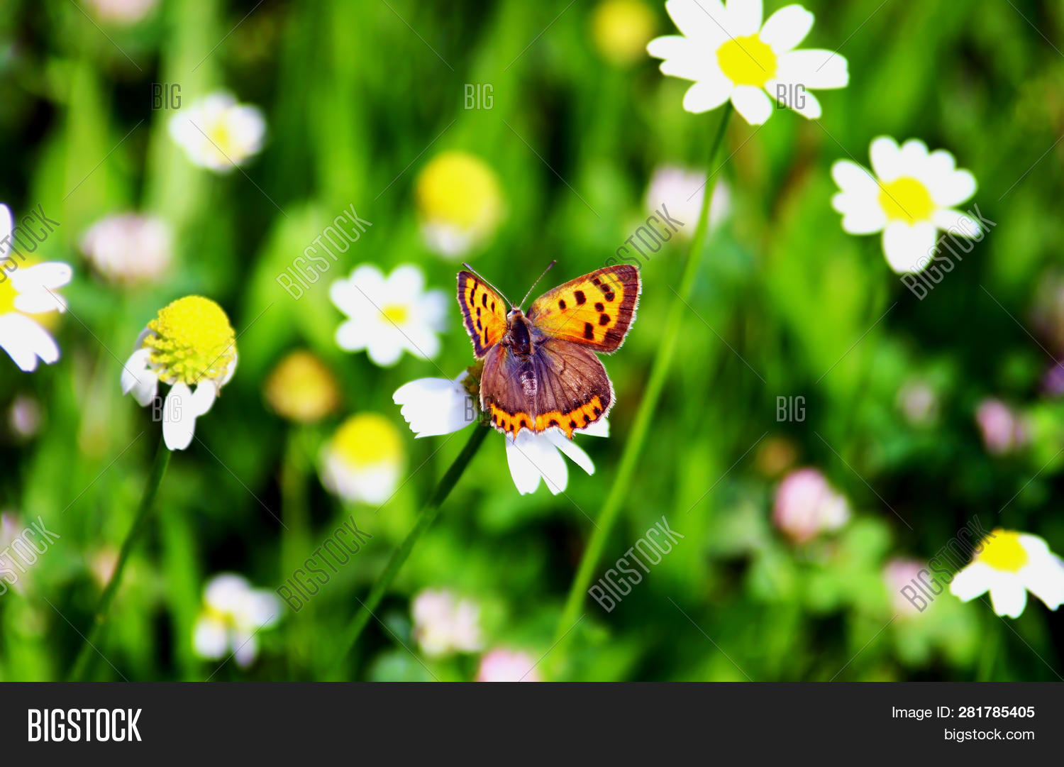 Nymphalidae Image & Photo (Free Trial) | Bigstock