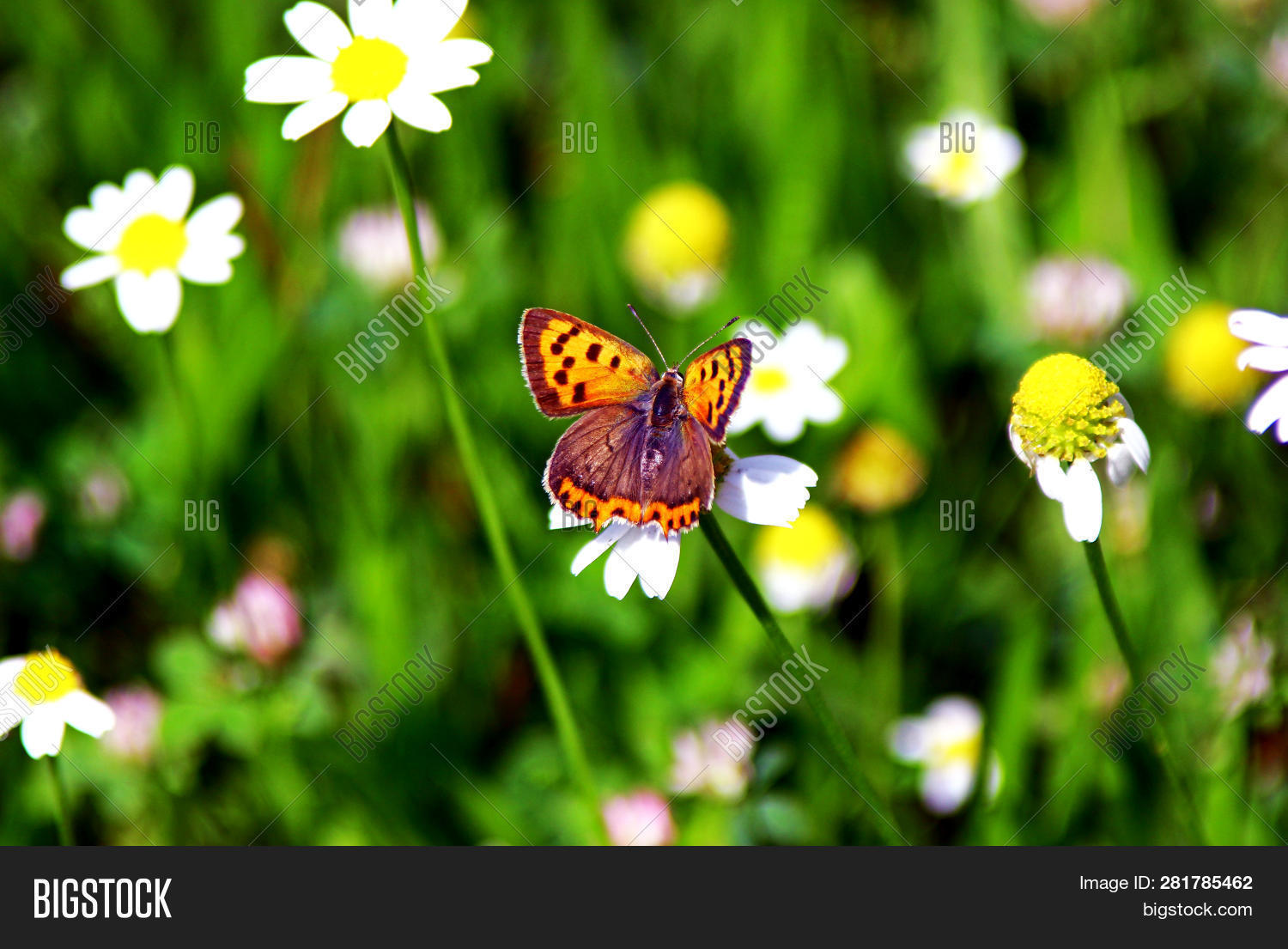 Nymphalidae Image & Photo (Free Trial) | Bigstock