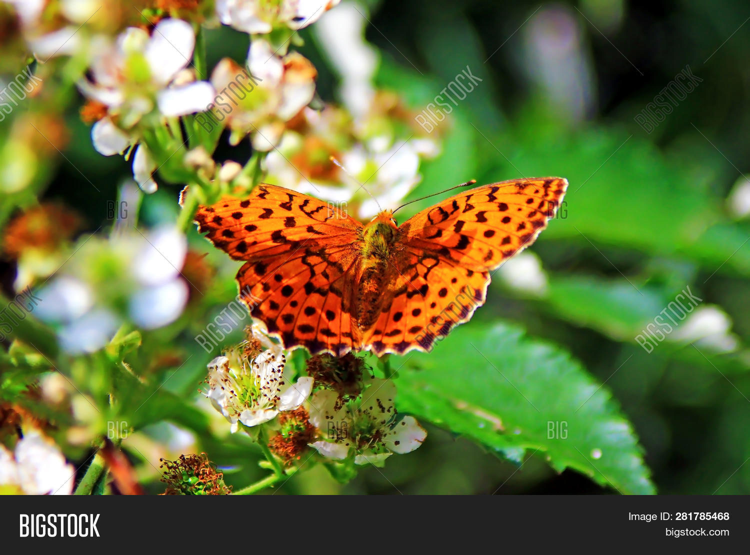 Nymphalidae Image & Photo (Free Trial) | Bigstock