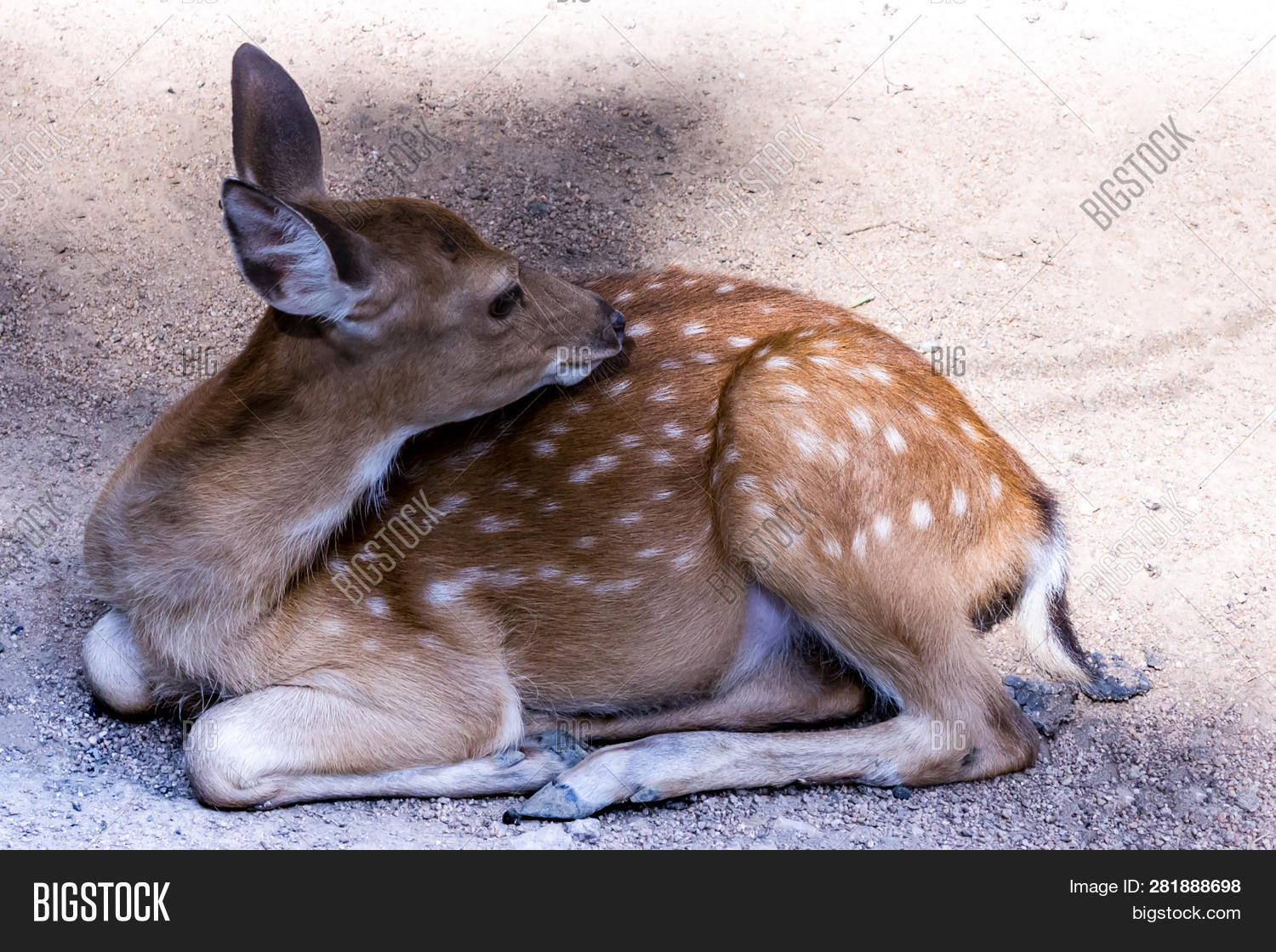 Imagen y foto Cute Fluffy Deer (prueba gratis) | Bigstock