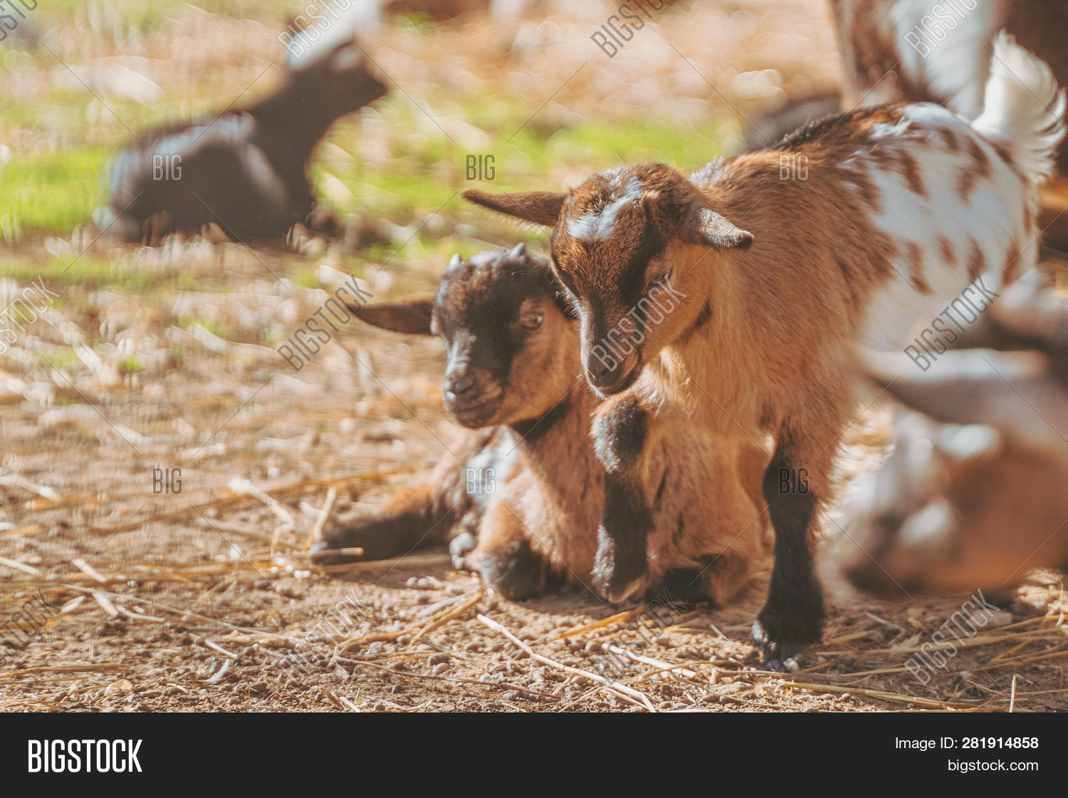 Small Baby Goats Image & Photo (Free Trial) | Bigstock