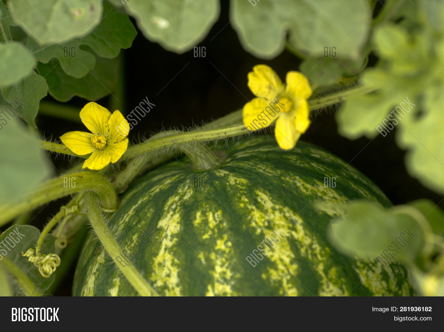 Watermelon Flower