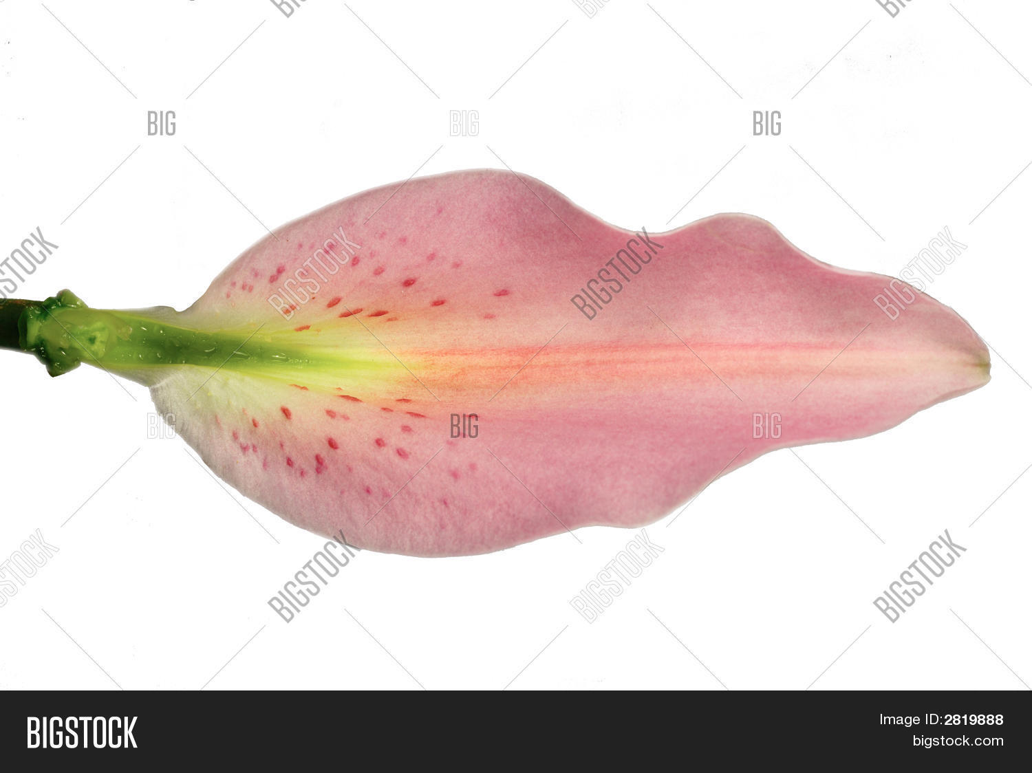 Lily Petal Image & Photo (Free Trial) | Bigstock