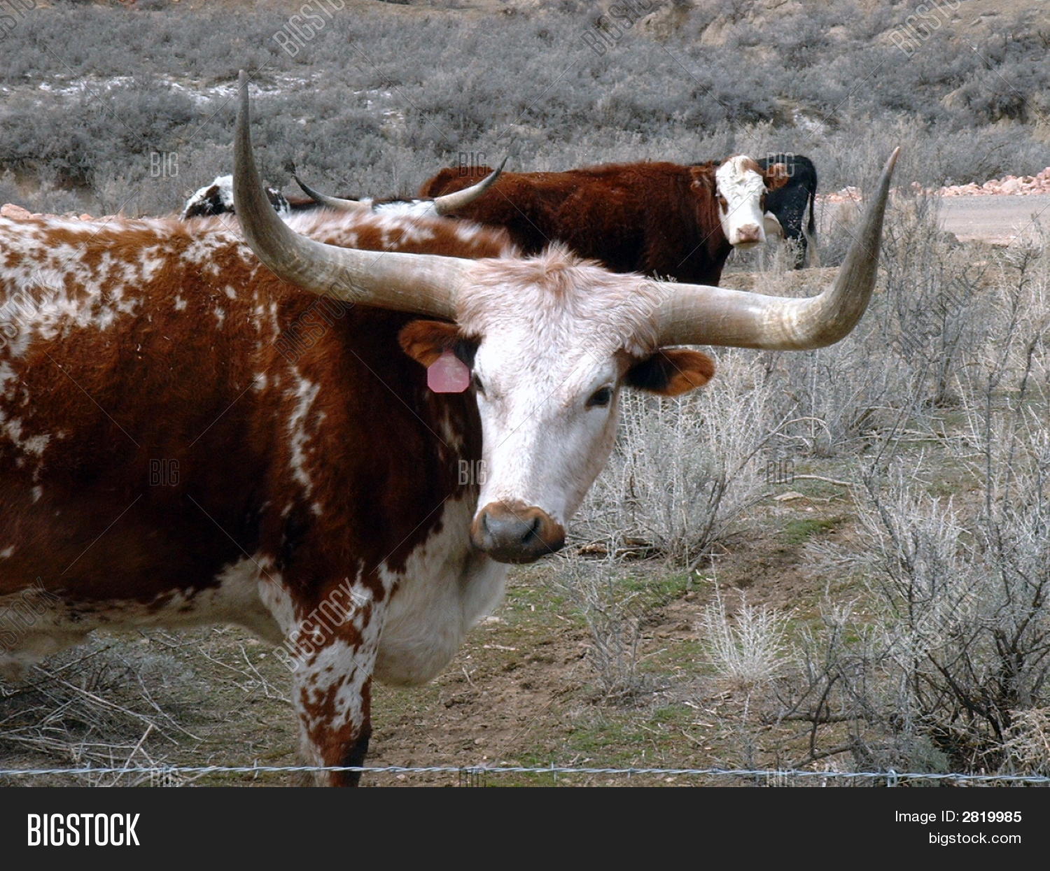 Texas Longhorn Image & Photo (Free Trial) | Bigstock