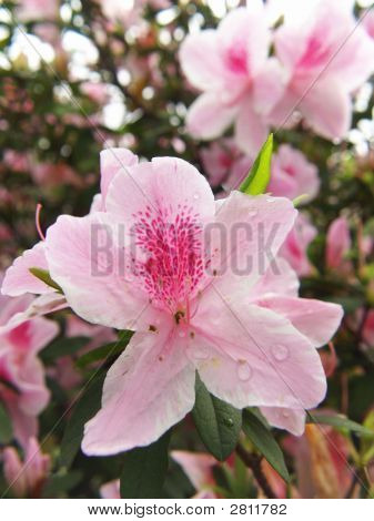 Pinkster Flower, Pink Image & Photo (Free Trial) | Bigstock