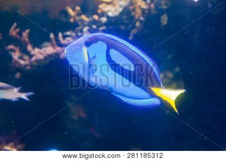 Blue Tang Surgeon Fish Image & Photo (Free Trial) | Bigstock