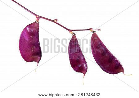 Purple Fruits Lablab Image & Photo (Free Trial) | Bigstock