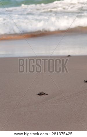 Loggerhead Sea Turtle Image & Photo (Free Trial) | Bigstock