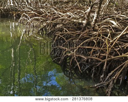 Mangrove Forest Root Image & Photo (Free Trial) | Bigstock