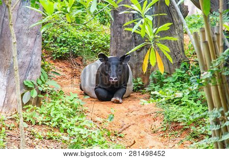 Tapir Images, Illustrations & Vectors (Free) - Bigstock