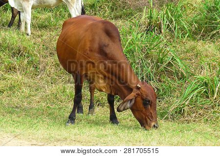 Close- Ox Grazing On Image & Photo (Free Trial) | Bigstock